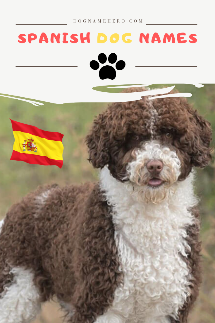 Best 340 Badass Spanish Dog Names With Meanings Dog Name Hero Best 340 Badass Spanish Dog Names With Meanings Dog Name Hero