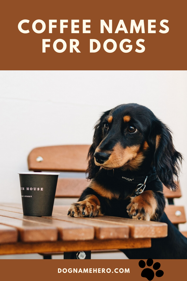101 Best Coffee Dog Names Brew A New Dog Name 101 Best Coffee Dog Names Brew A New Dog Name